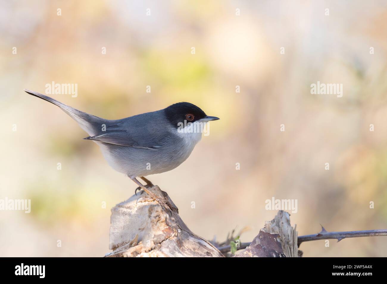 Typical Mediterranean bird, Sardinian warbler, Curruca melanocephala ...