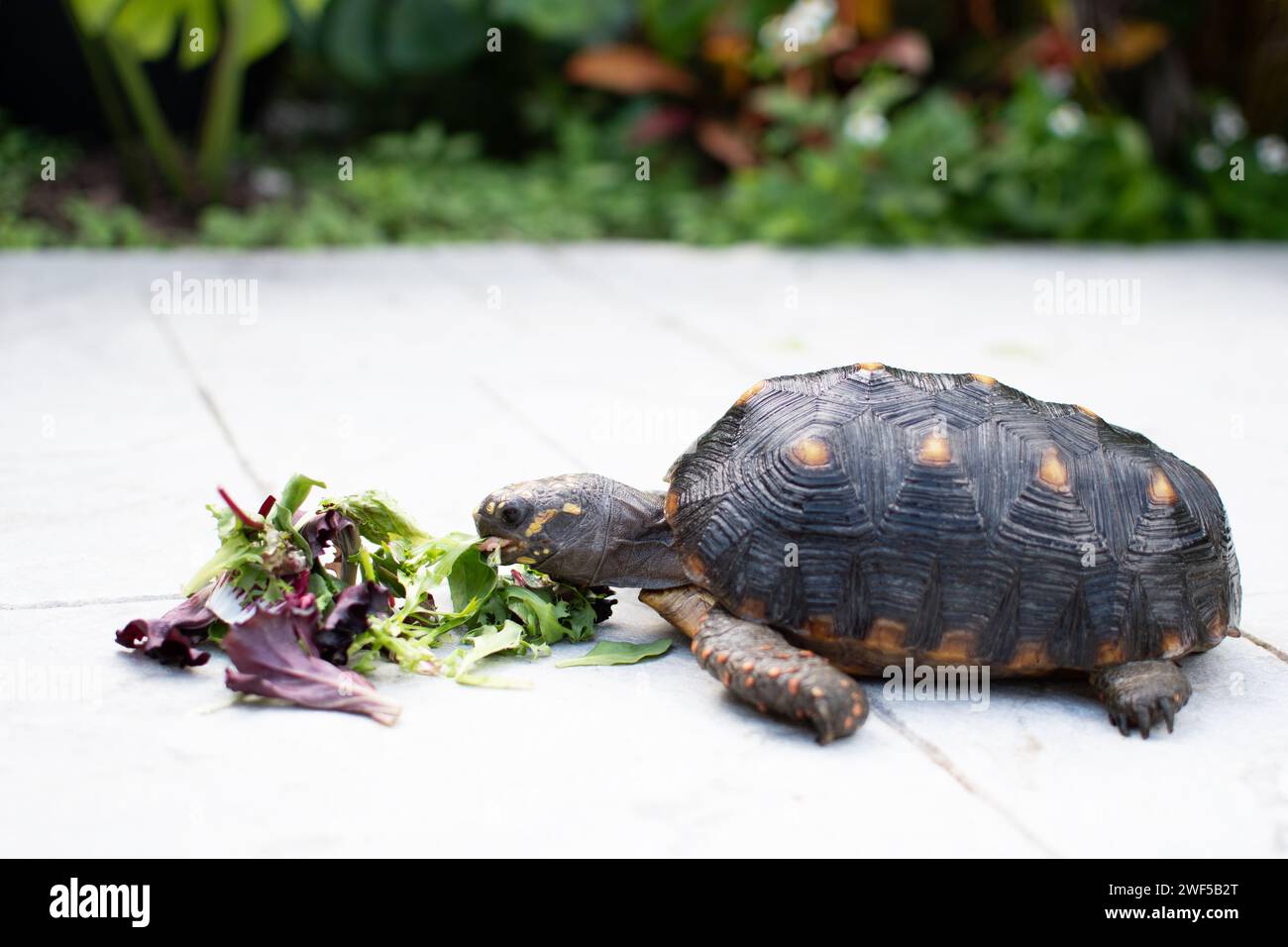Chelonoidis carbonarius red footed tortoise hi-res stock photography ...