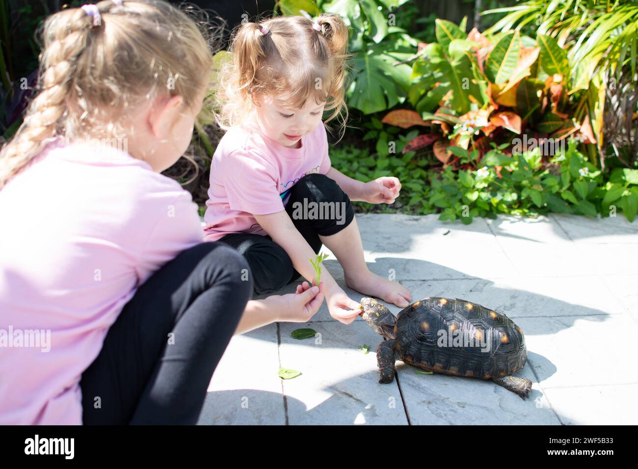Two kids feeding the red footed tortoise. Kids and pets concept ...