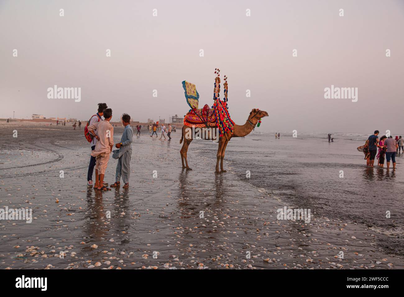 Local people with camel and tourists in Clifton beach in Karachi ...