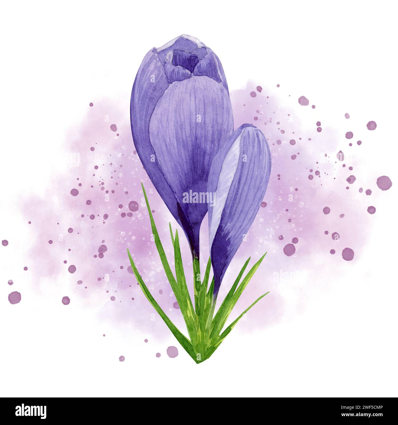 Spring flower purple crocus with pink watercolor splashes background ...