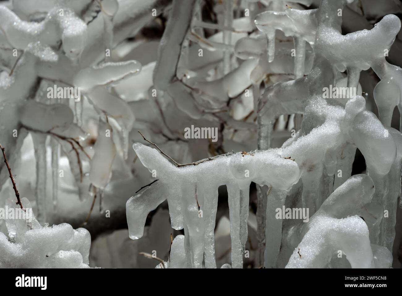 Thick Ice Enrobes Bush Below Dripping Spring in the Grand Cayon Stock ...