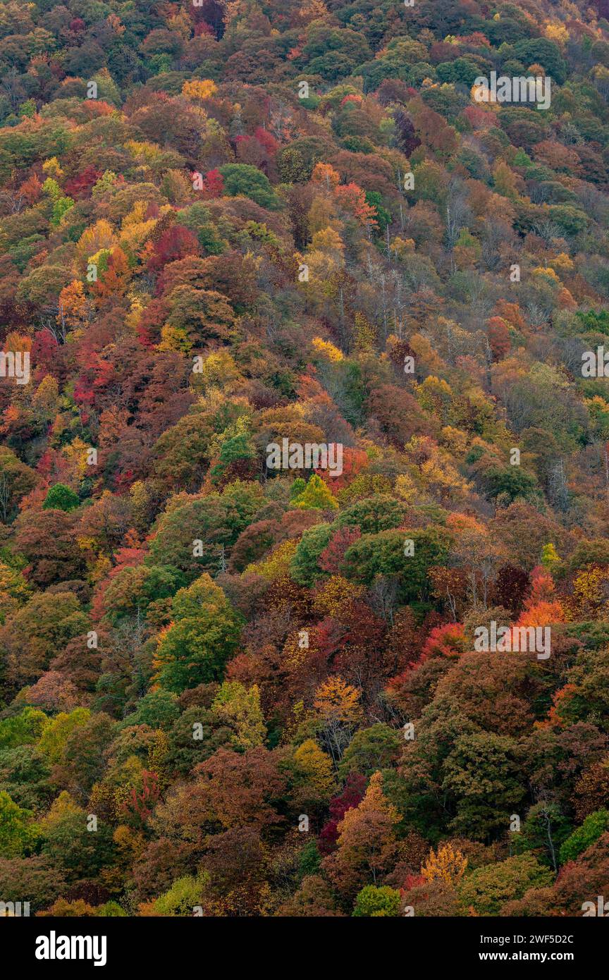Trees Changing Color Wind up Mountain Side in the Blue Ridge Mountains ...