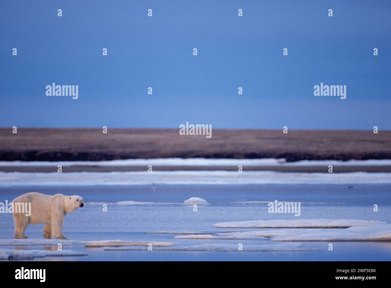 polar bear, Ursus maritimus, on melting pack ice, 1002 coastal plain of ...