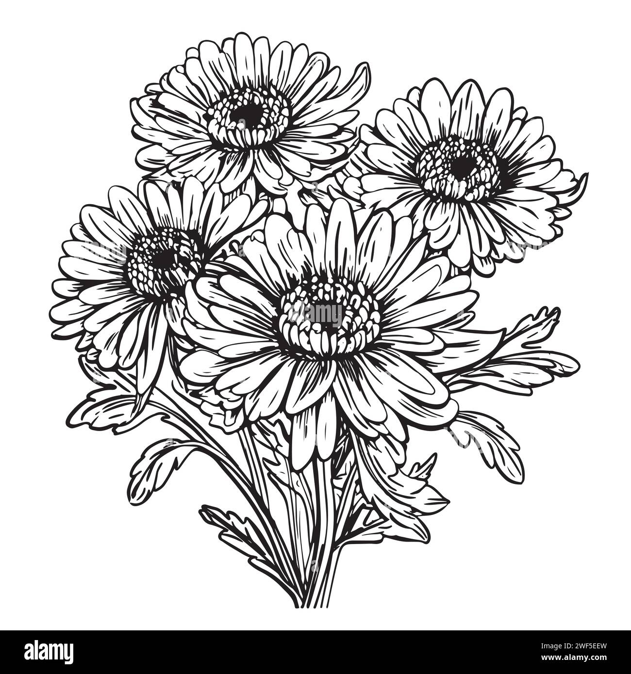 Aster flowers in line art style. Black and white line illustration of ...