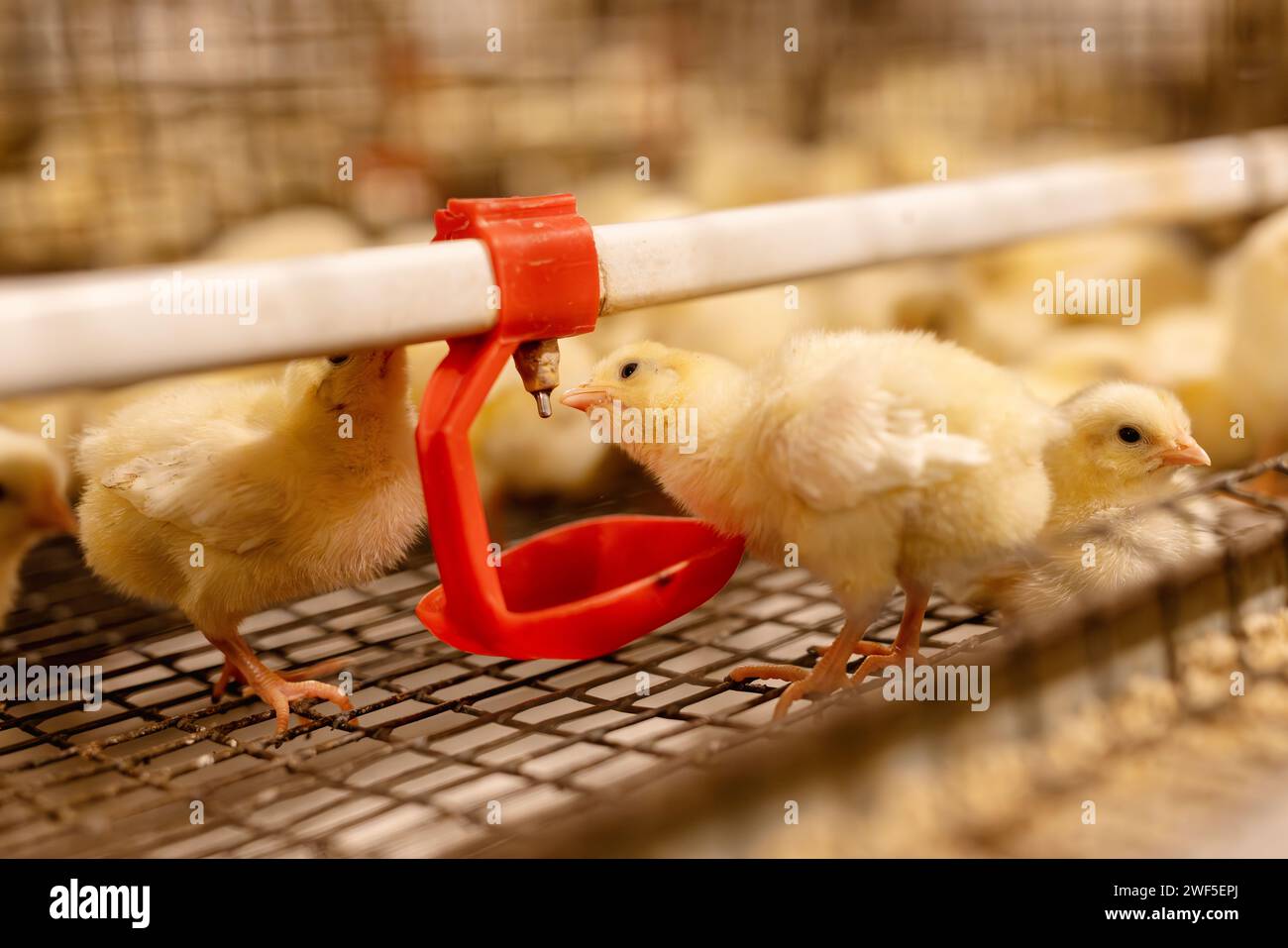 egg factory plant agriculture poultry chicken farm Stock Photo - Alamy