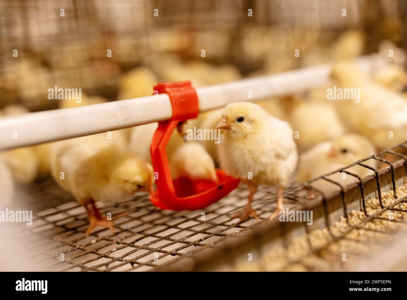 egg factory plant agriculture poultry chicken farm Stock Photo - Alamy