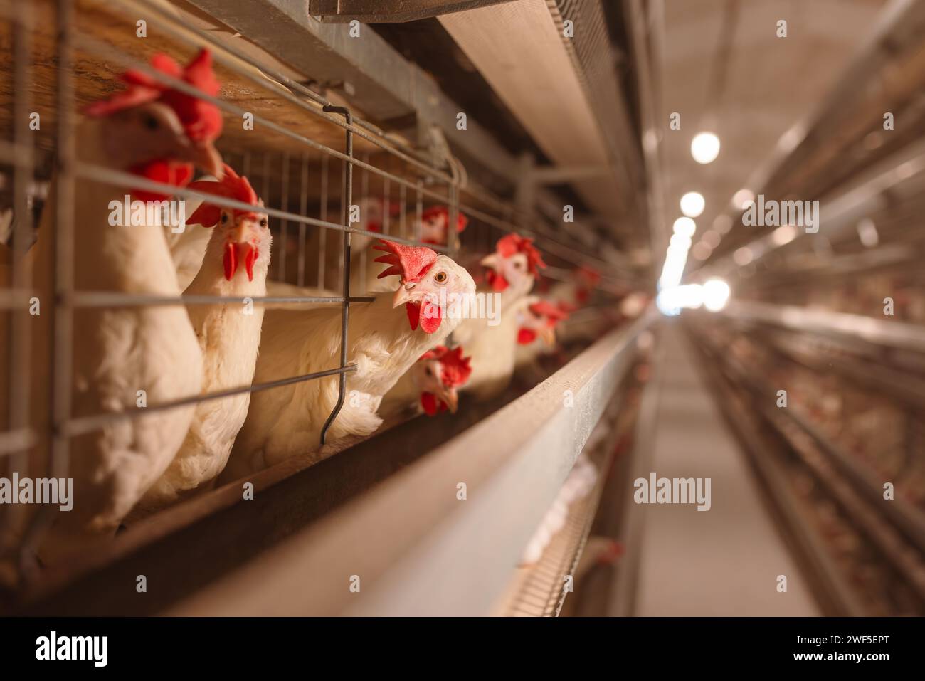 egg factory plant agriculture poultry chicken farm Stock Photo - Alamy