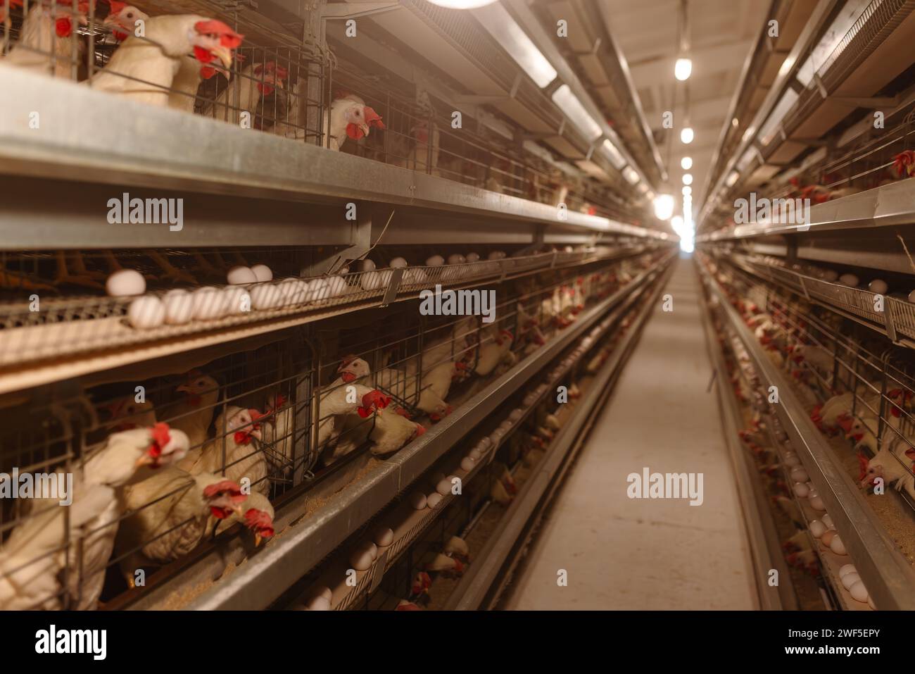 egg factory plant agriculture poultry chicken farm Stock Photo - Alamy