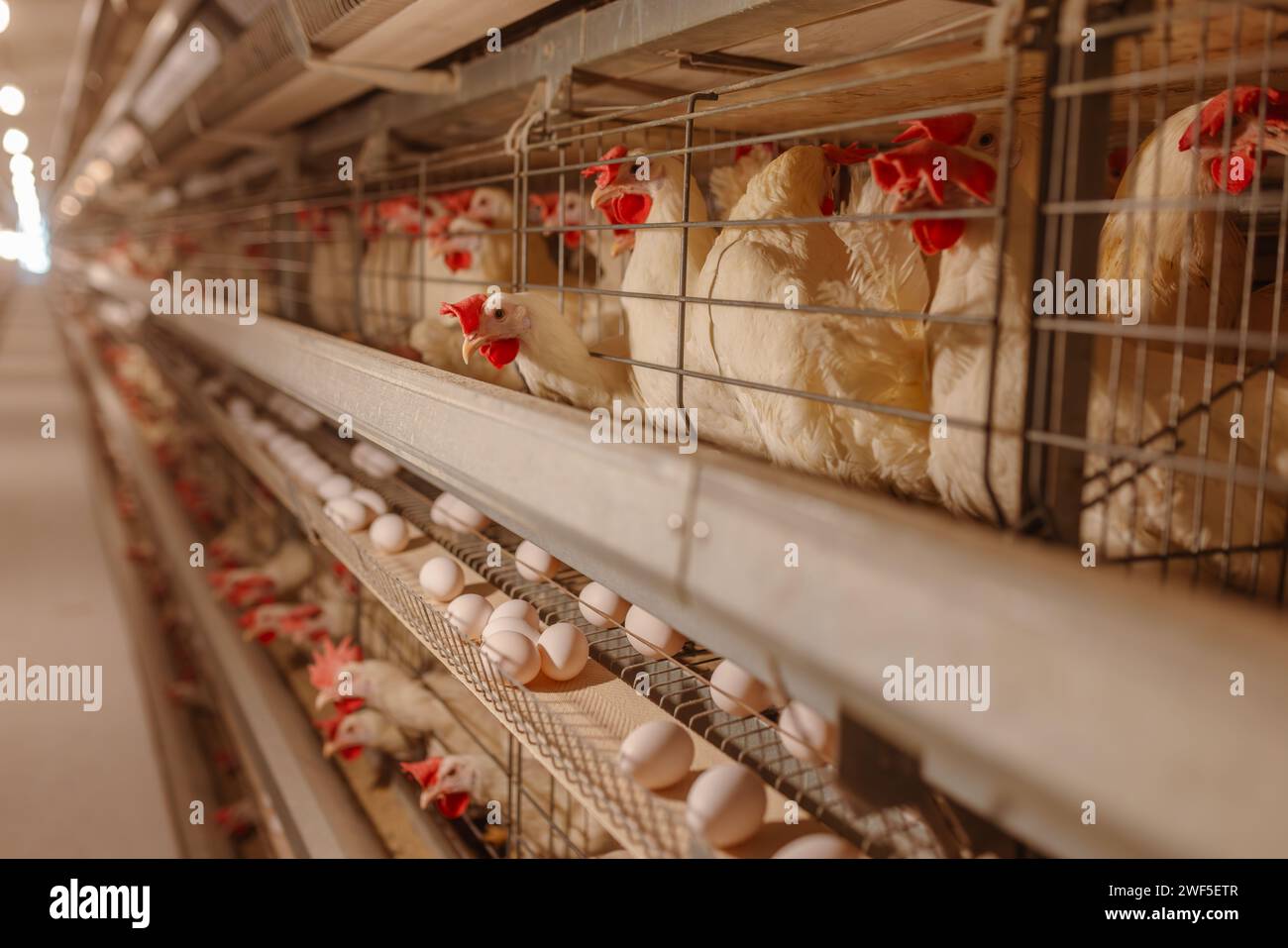 egg factory plant agriculture poultry chicken farm Stock Photo - Alamy