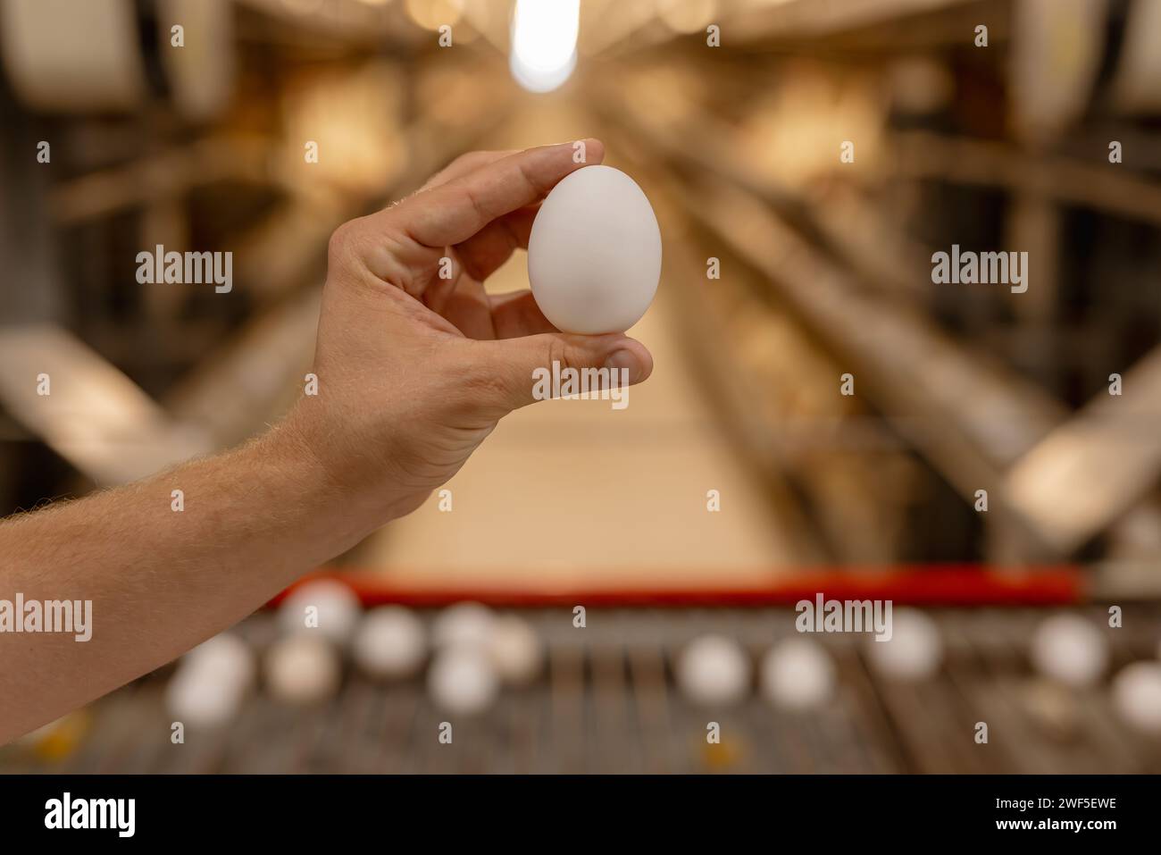chicken egg in the farmer's hand close-up at the poultry farm Stock ...