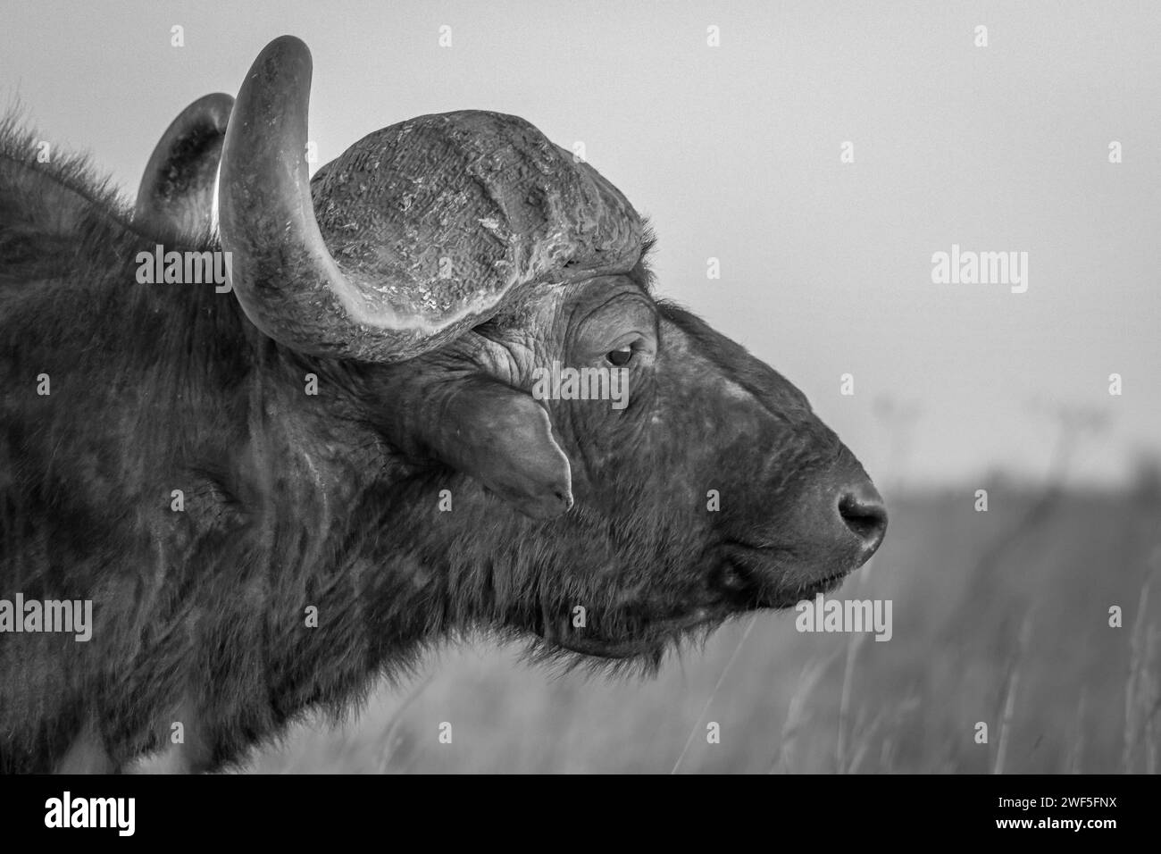 Adult male african buffalo in Black and White Stock Photos & Images - Alamy