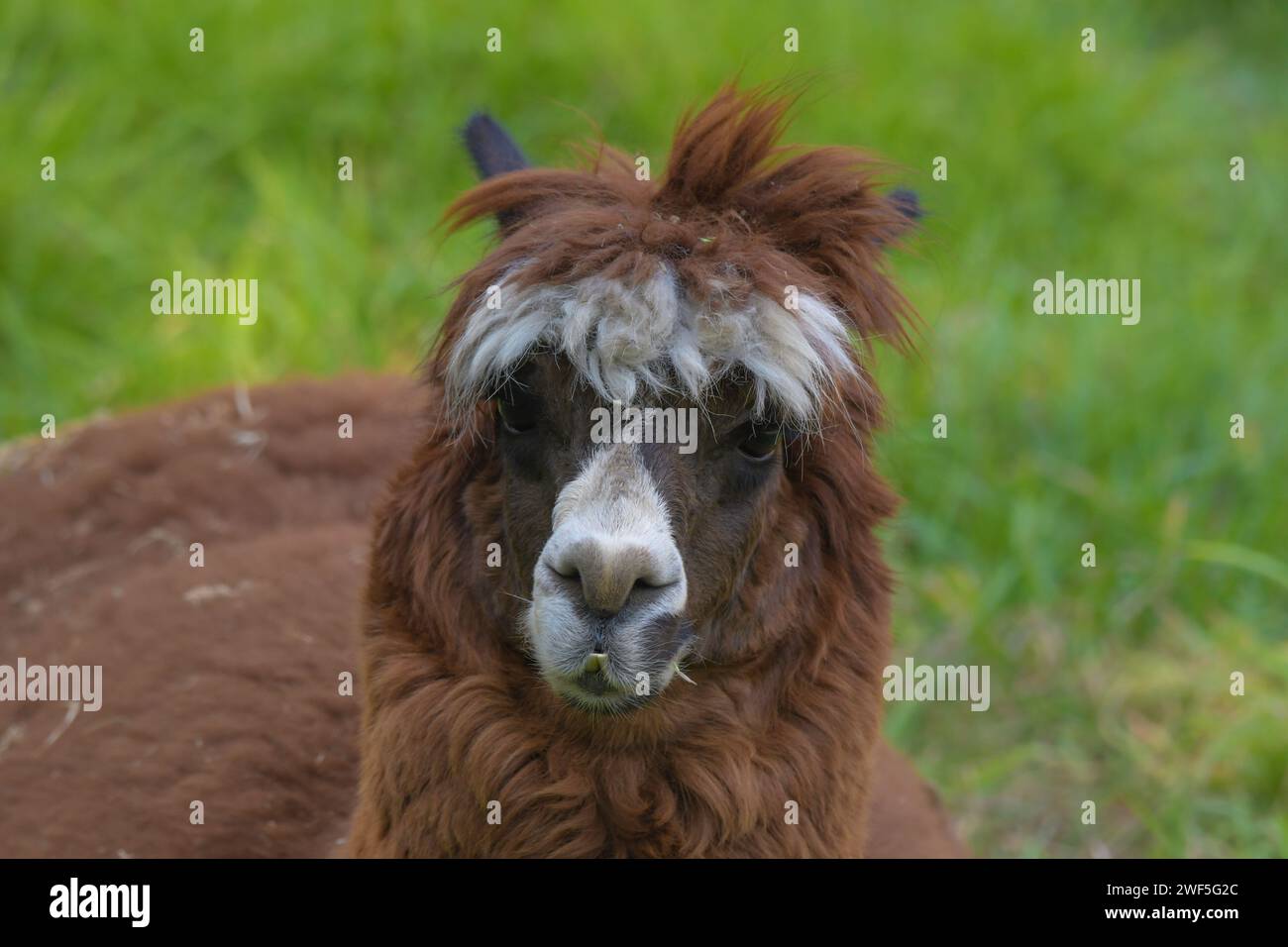 Alpaca isolated portrait in a farm in South Africa Stock Photo - Alamy