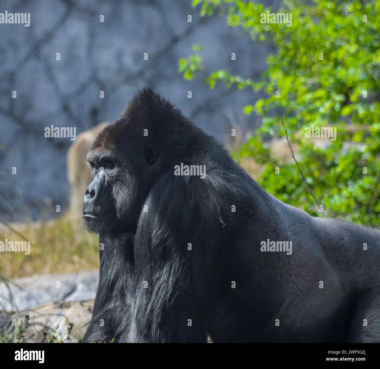 Silverback gorillas gabon hi-res stock photography and images - Alamy