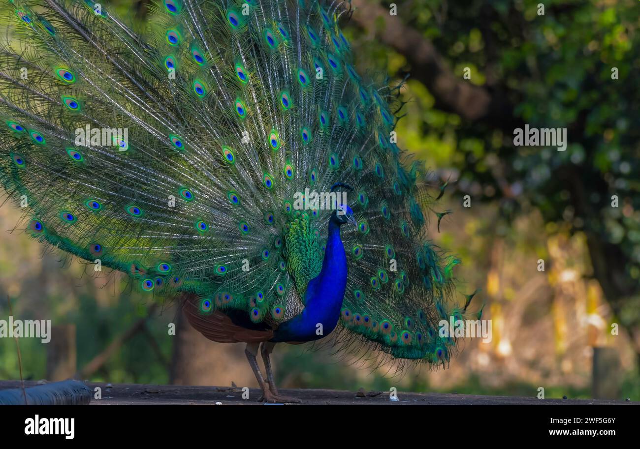 Peacock or male peafowl dancing during courtship and displaying ...
