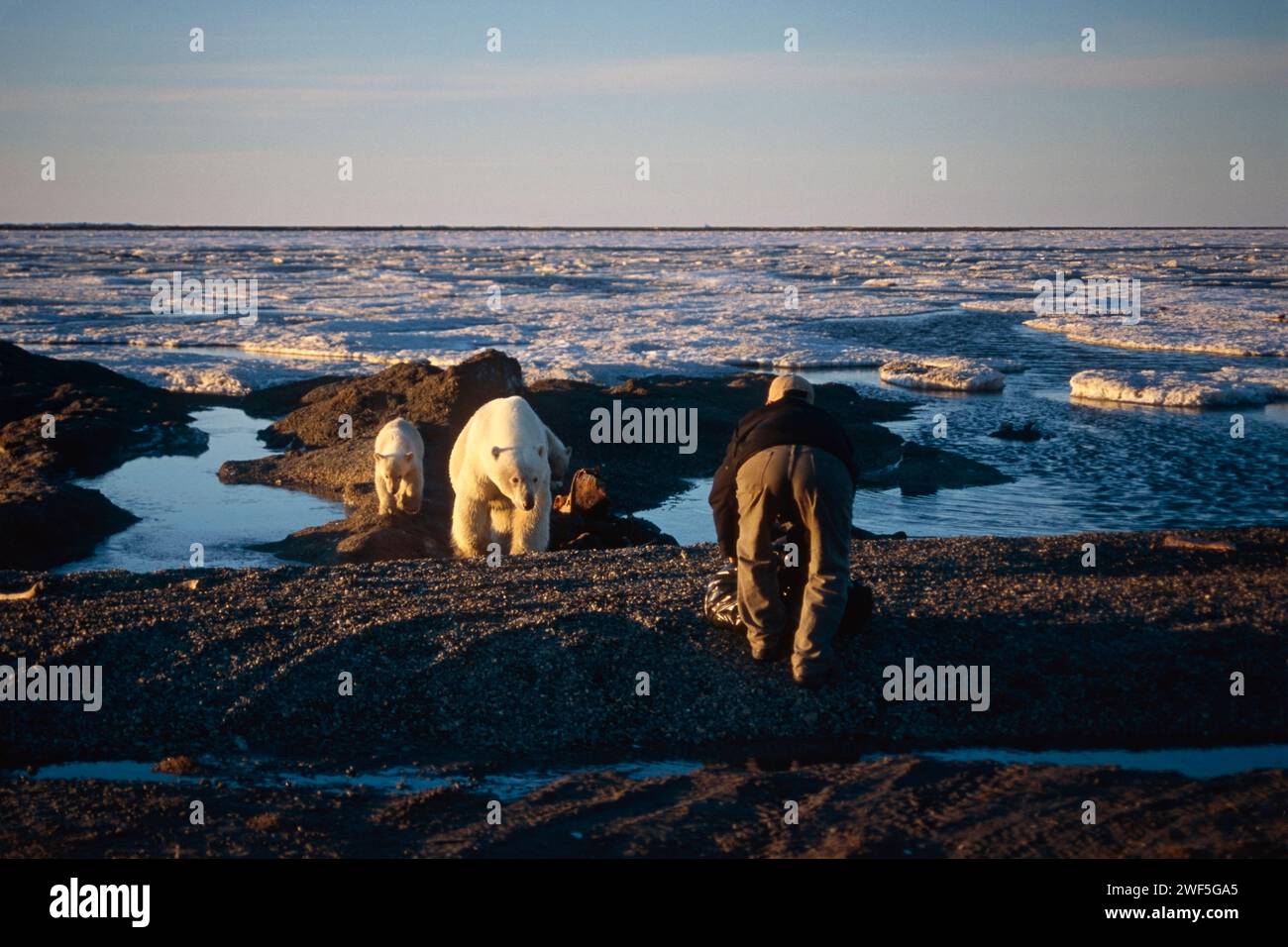 Inupiat man throwing out old meat and polar bear, Ursus maritimus, sow ...