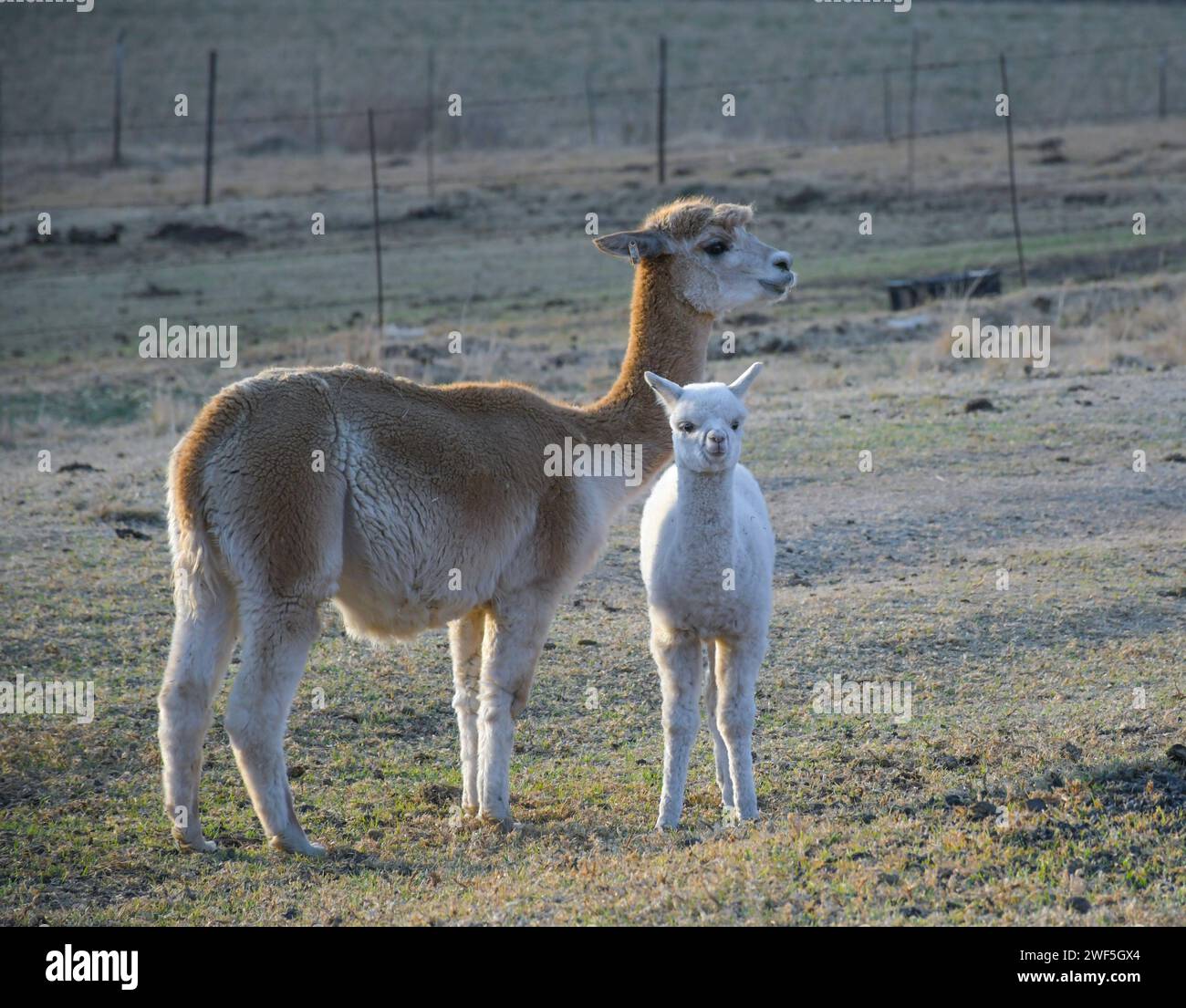 Alpaca farm animal with wool in South Africa Stock Photo - Alamy
