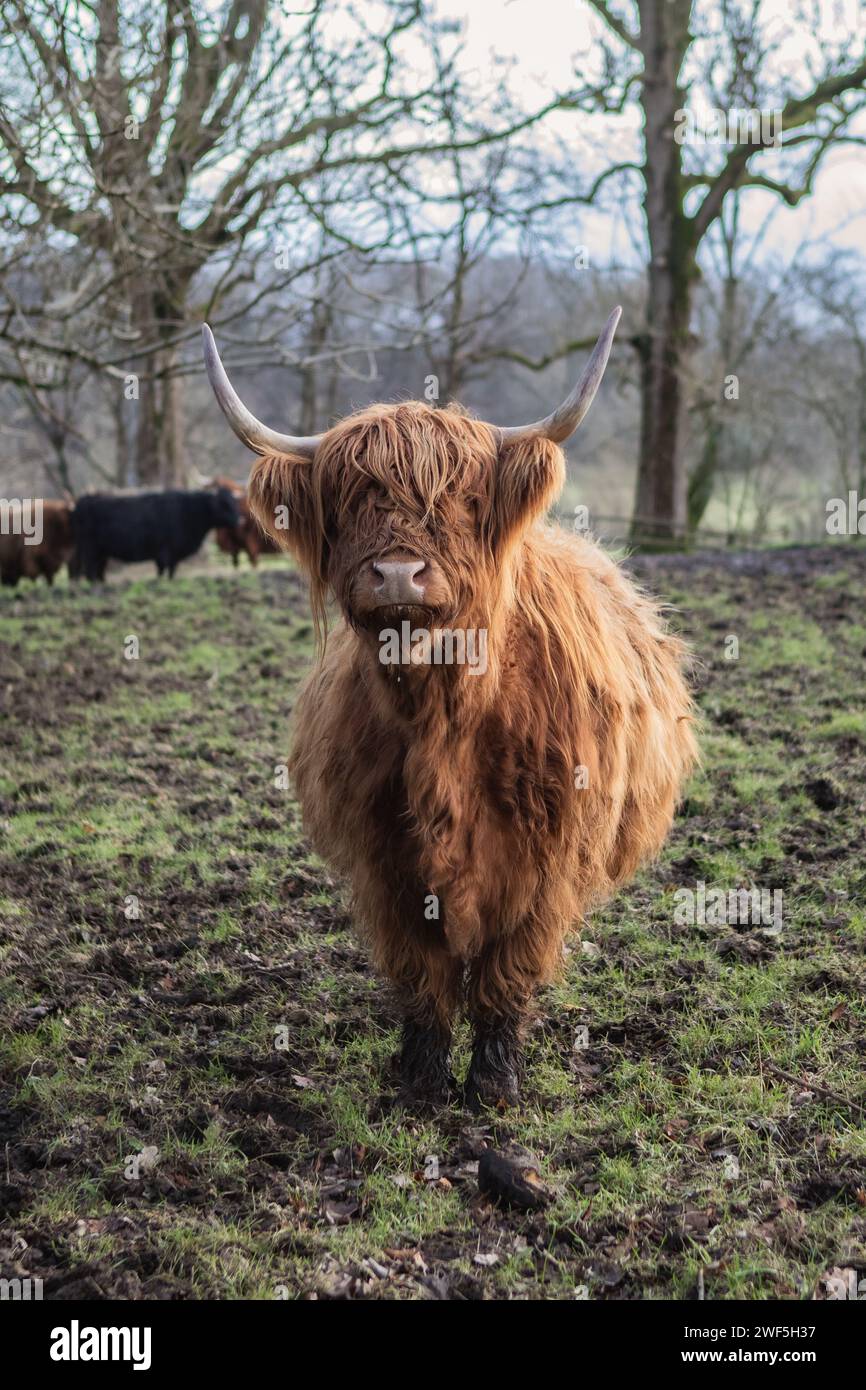 Hairy highland coo hi-res stock photography and images - Alamy