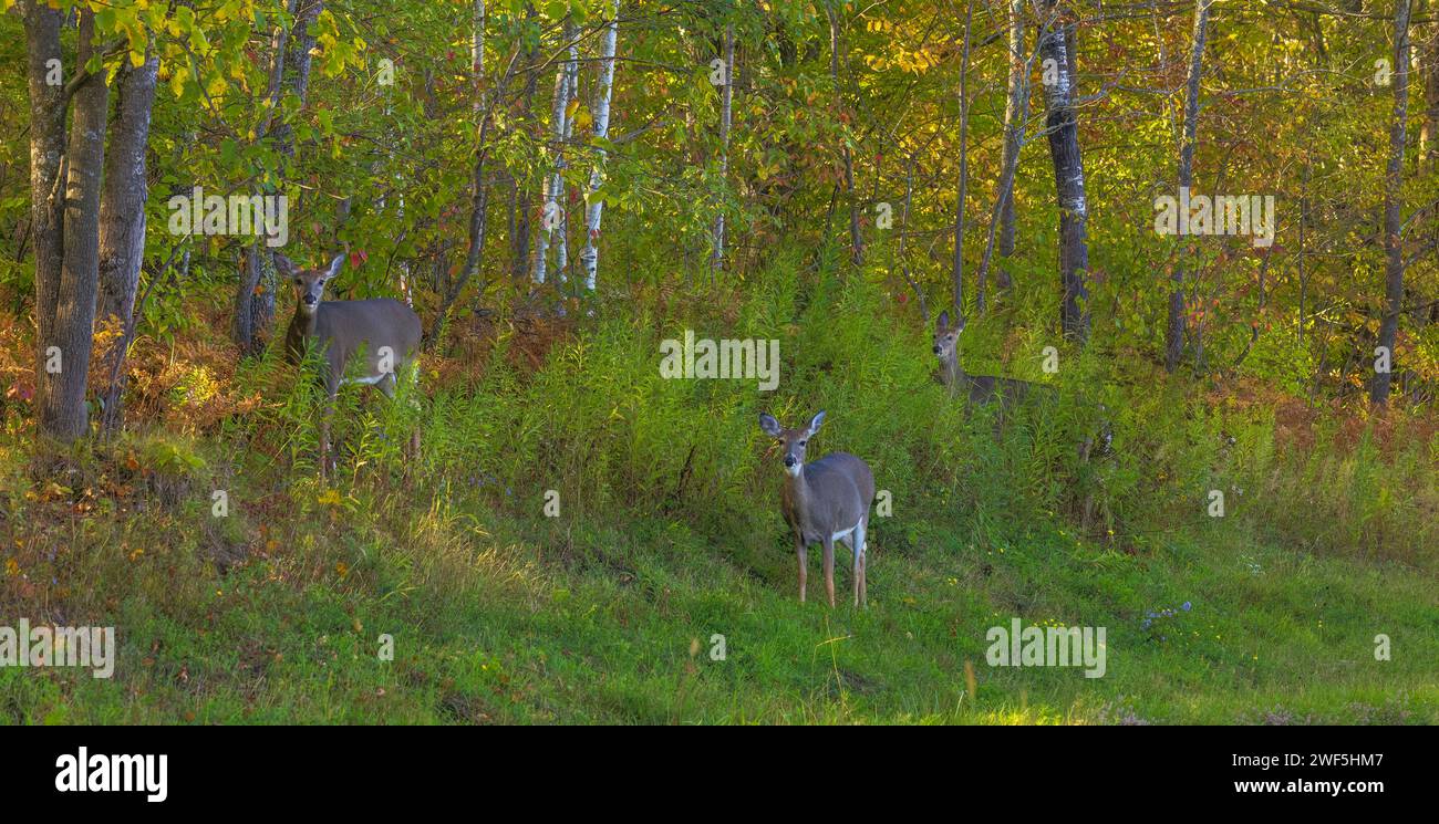 White-tailed deer browsing on a northern Wisconsin hillside Stock Photo ...