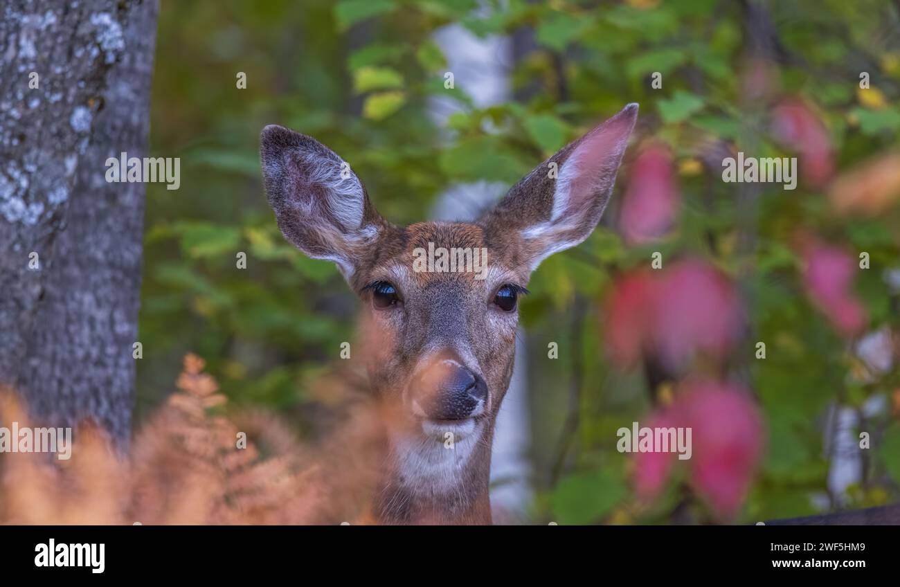 Whitetail deer fall colors hi-res stock photography and images - Alamy