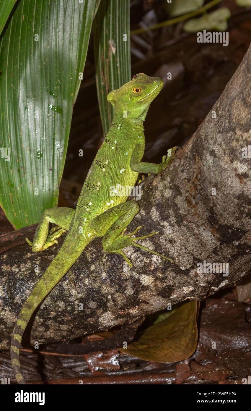 Young basilisk lizard basiliscus basiliscus hi-res stock photography ...