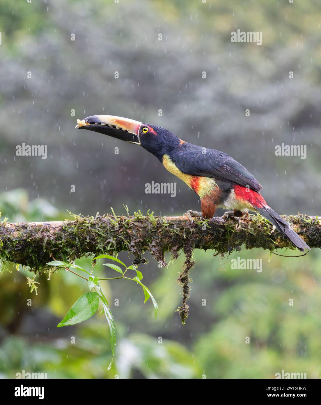 Wet Collared Aracari (Pteroglossus torquatus) under rain at La Laguna ...
