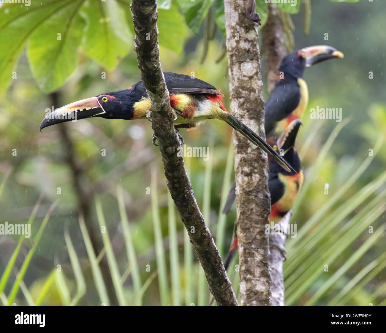 Gang of Collared Aracaris (Pteroglossus torquatus) at La Laguna del ...