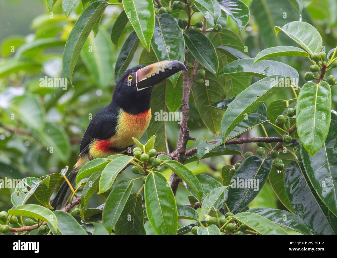 Collared Aracari (Pteroglossus torquatus) under rain at La Laguna del ...