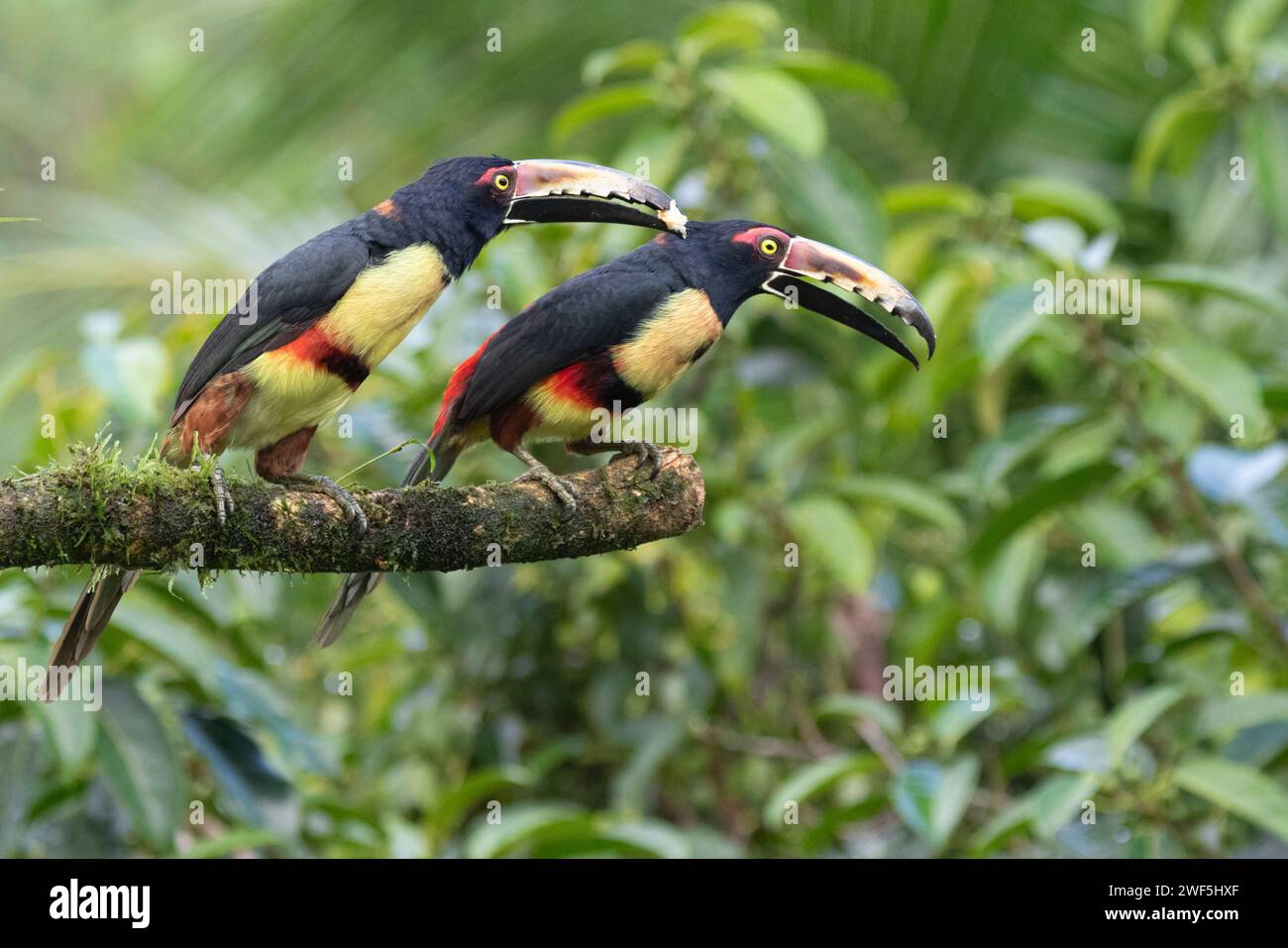 Couple of Collared Aracaris (Pteroglossus torquatus) at La Laguna del ...