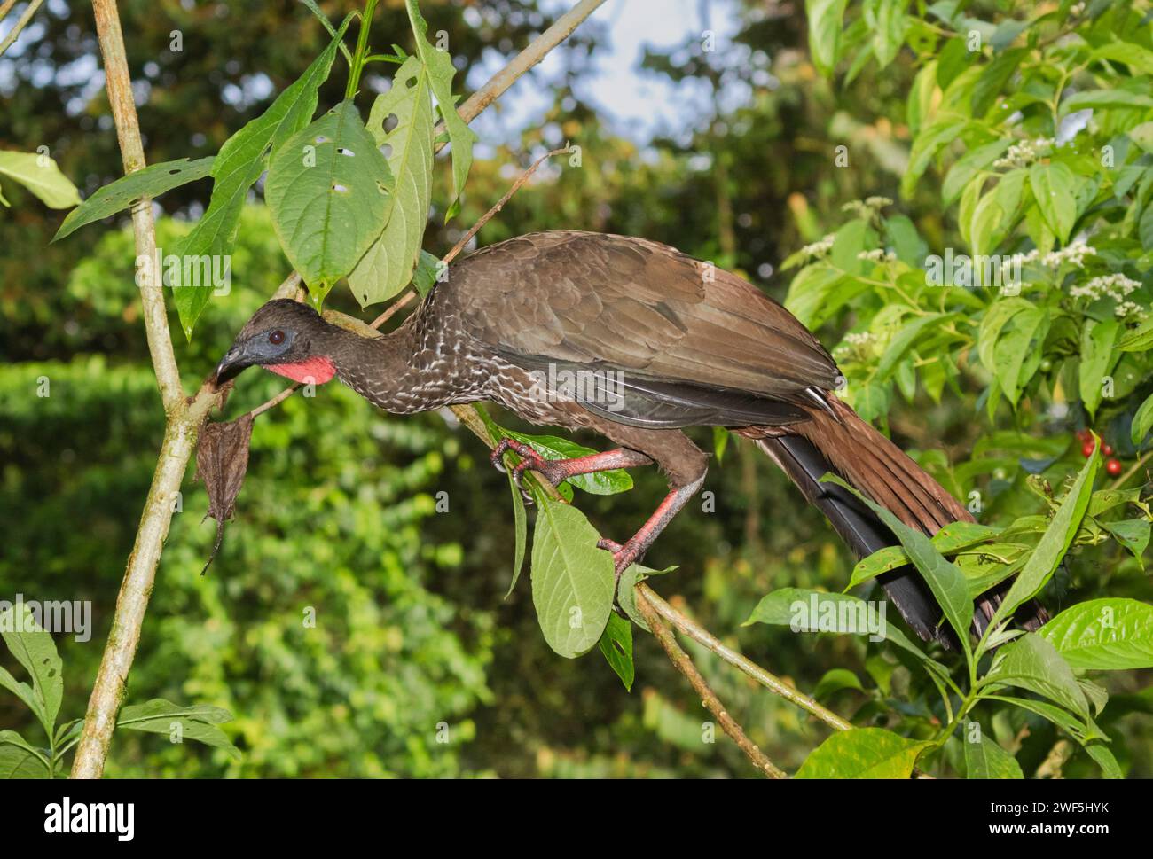 Crested Guan (Penelope purpurascens) feeding on a tree at La Selva ...
