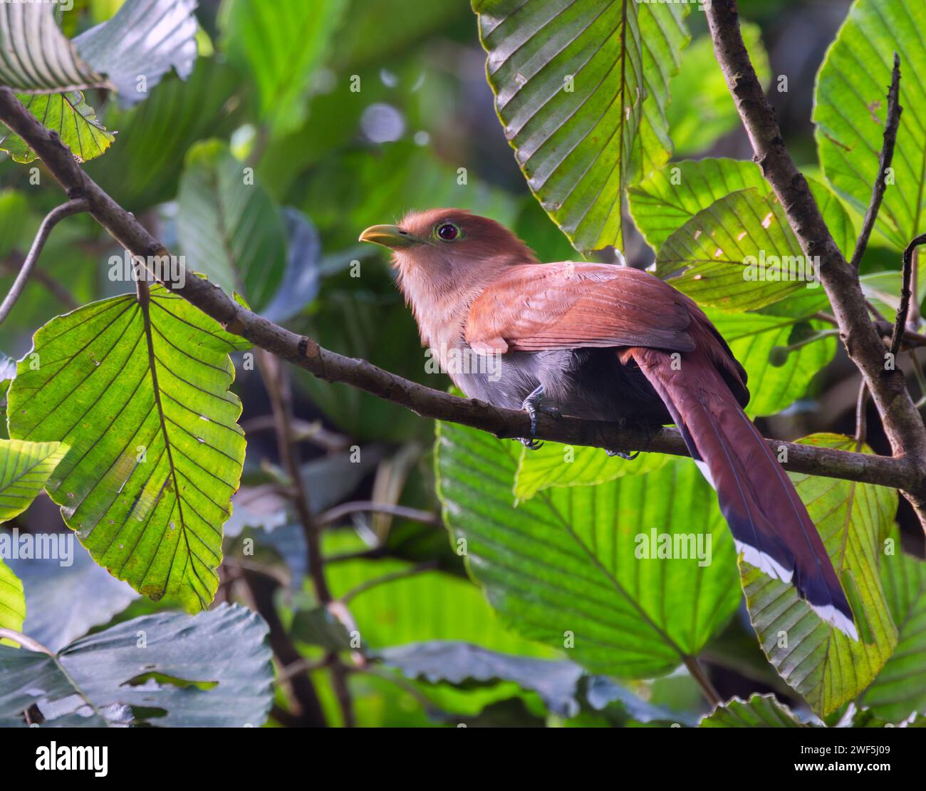 Squirrel Cuckoo (Piaya cayana) at La Selva Biological Station, Costa ...