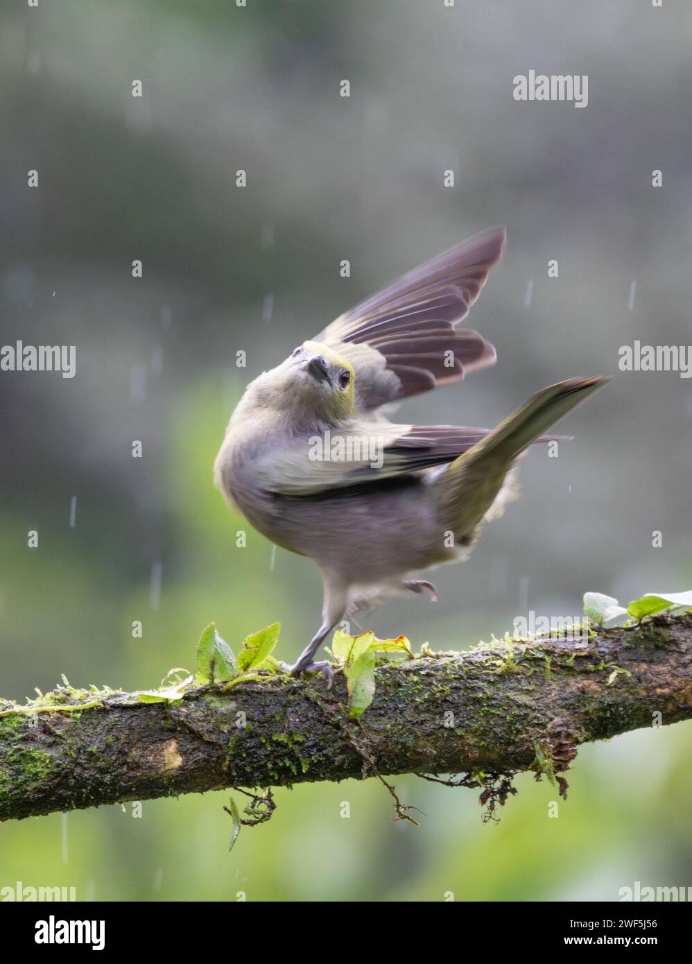 Palm Tanager (Thraupis palmarum) Dancing Under Rain, Costa Rica Stock ...