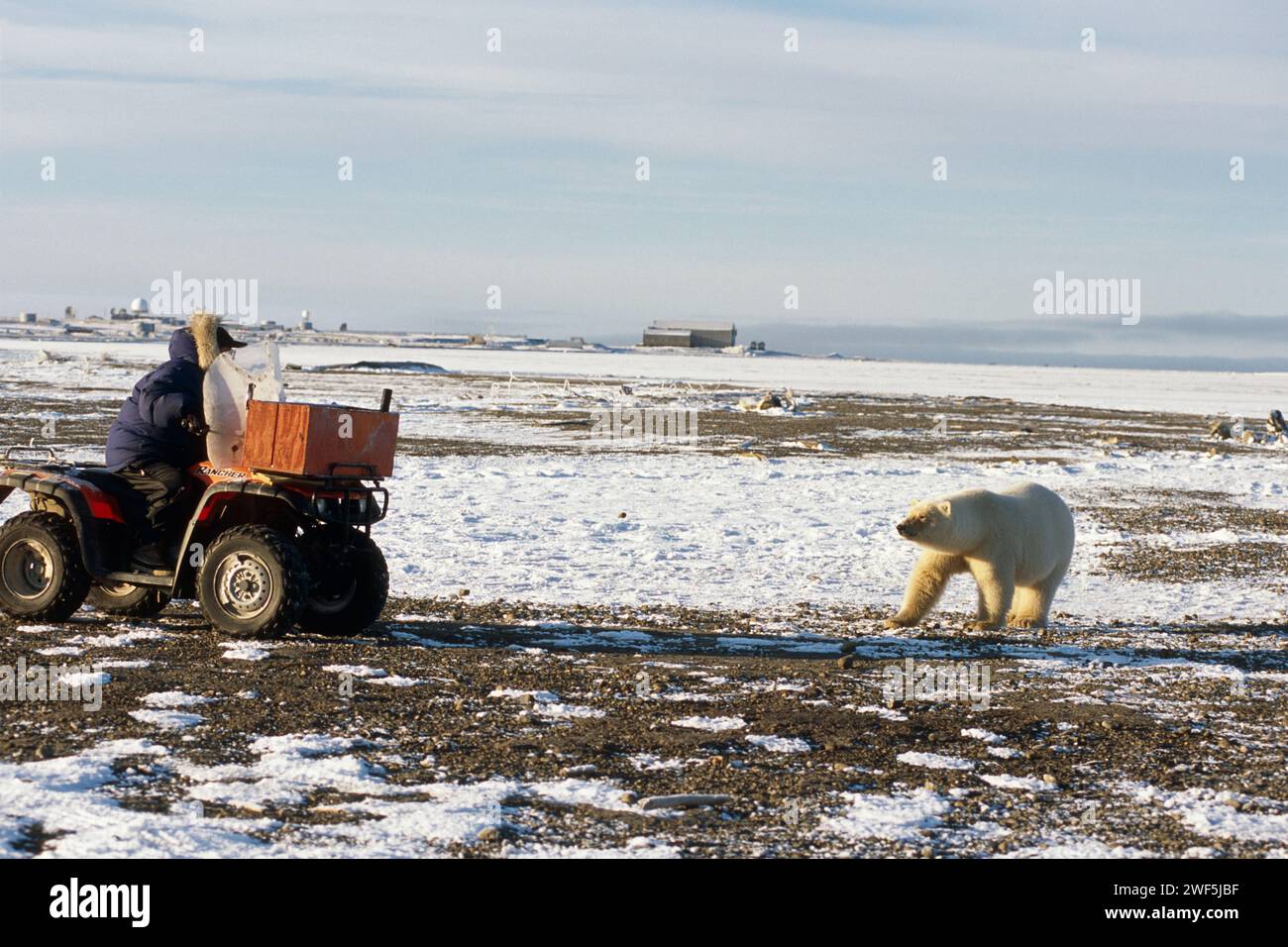 polar bear, Ursus maritimus, checks out Inupiat elder Daniel Akootchook ...