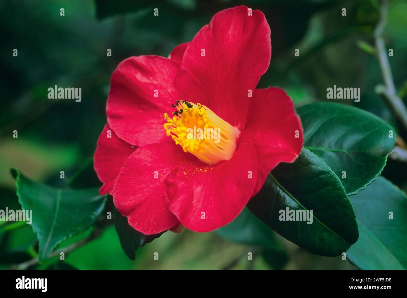 Camellia japonica cv. rubra, Theaceae; evergreen shurb; red flower ...