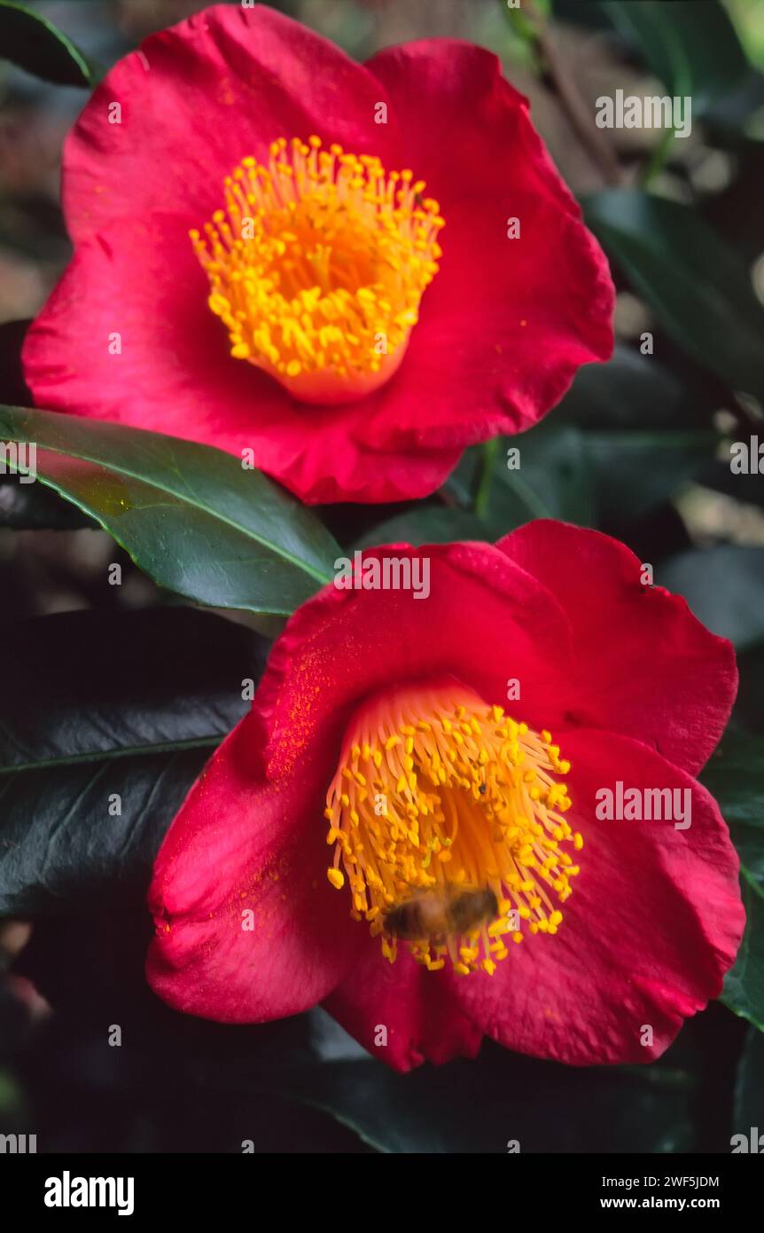 Camellia japonica cv. rubra, Theaceae; evergreen shurb; red flower ...