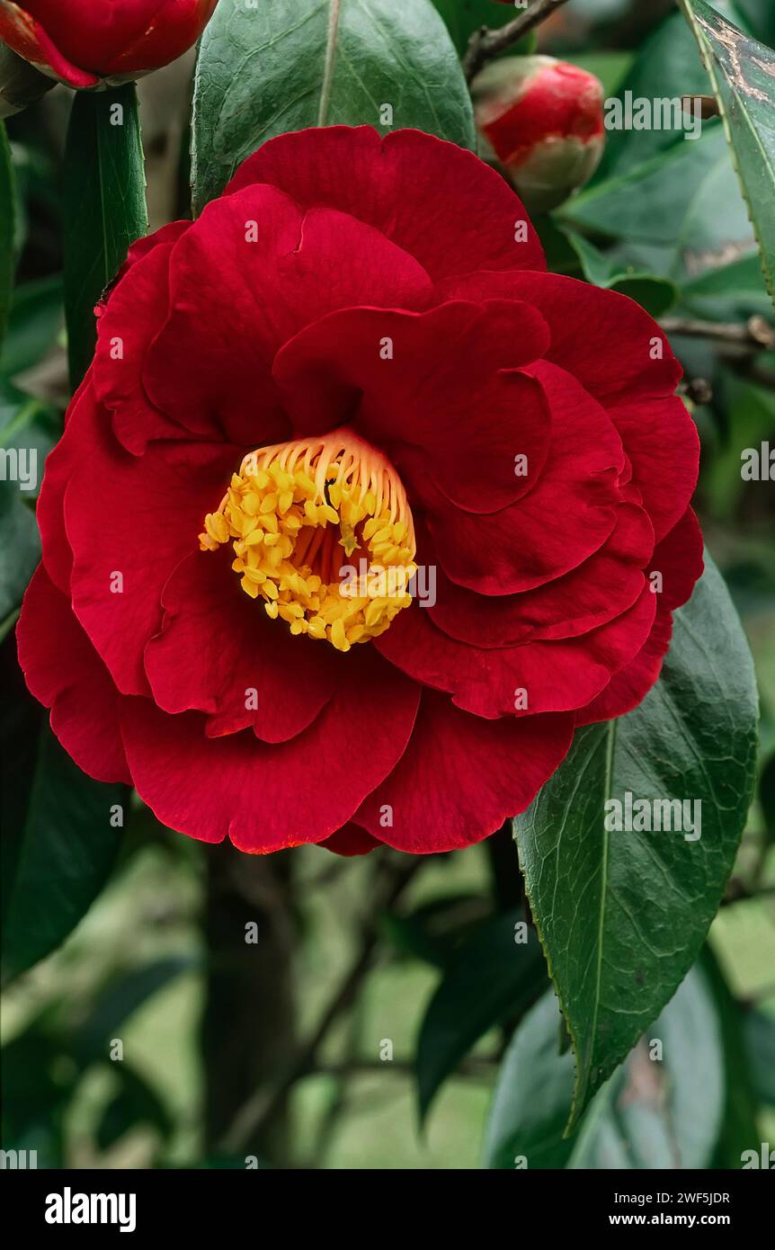 Camellia japonica cv. San Dimas, Theaceae; evergreen shurb; red flower ...