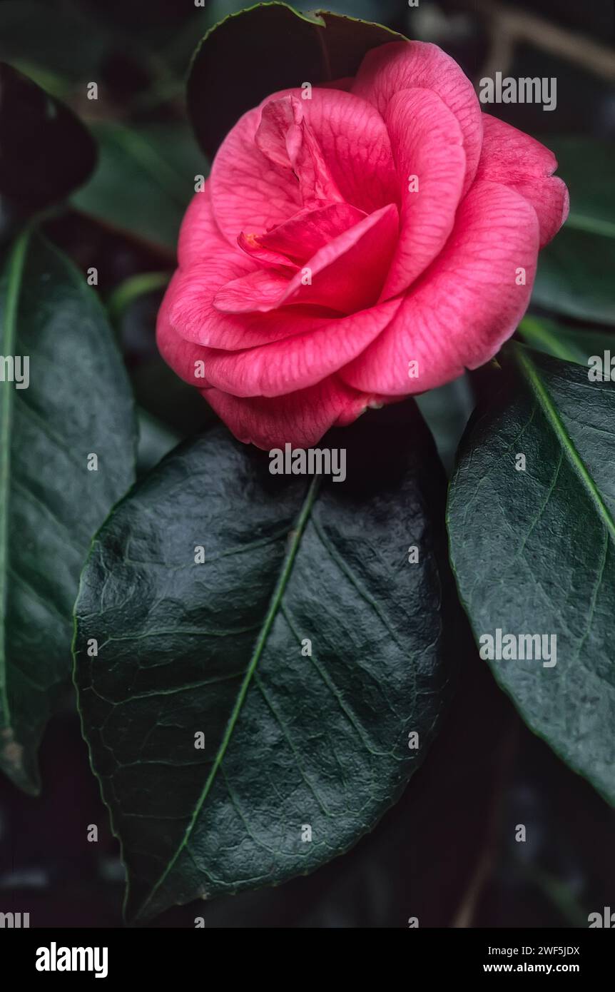 Camellia japonica cv. Palmer's Superba, Theaceae; evergreen shurb; red ...
