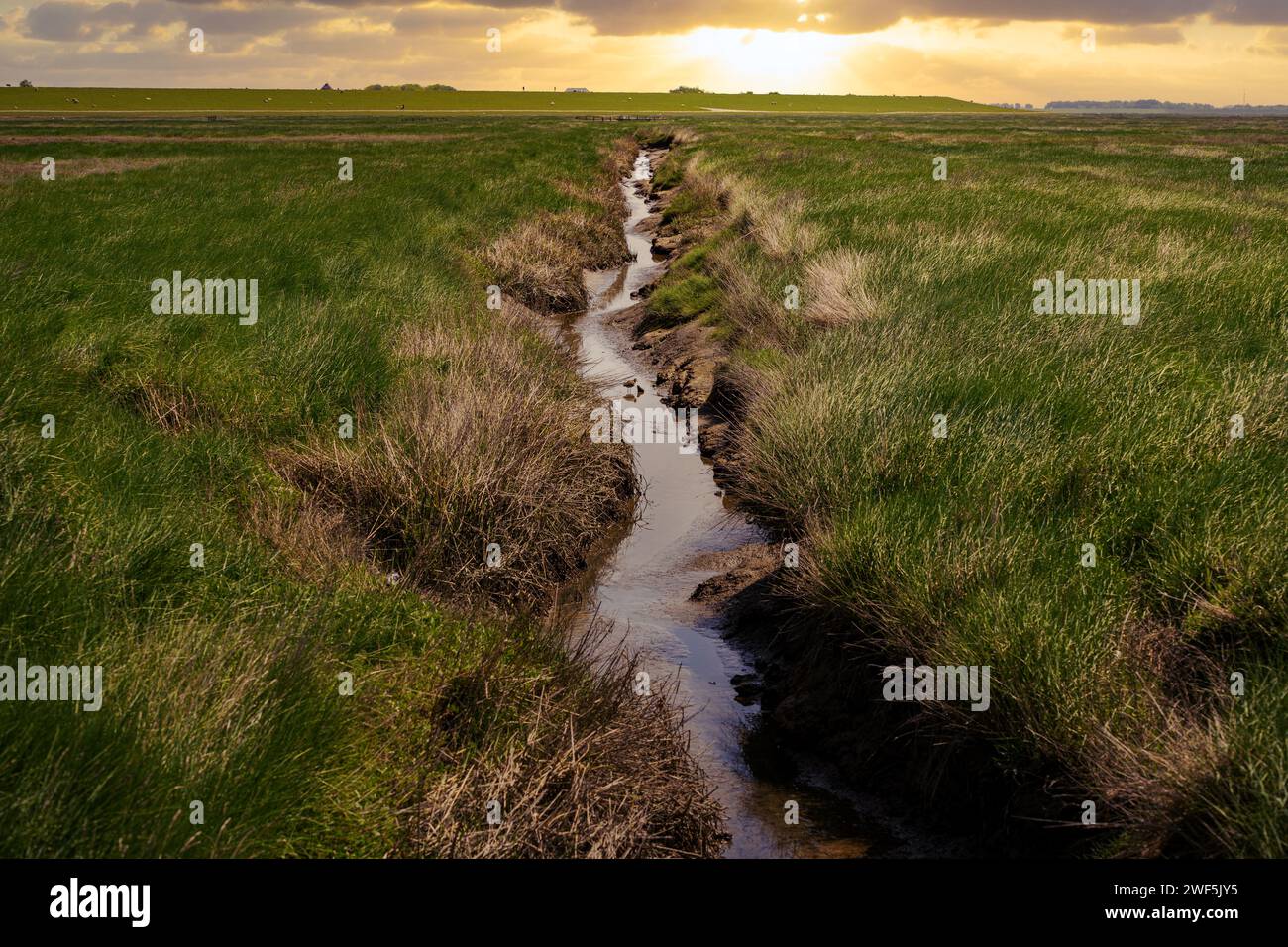 Coastal salt marsh at the Lighthouse Westerhever, Baltic Sea, Germany ...