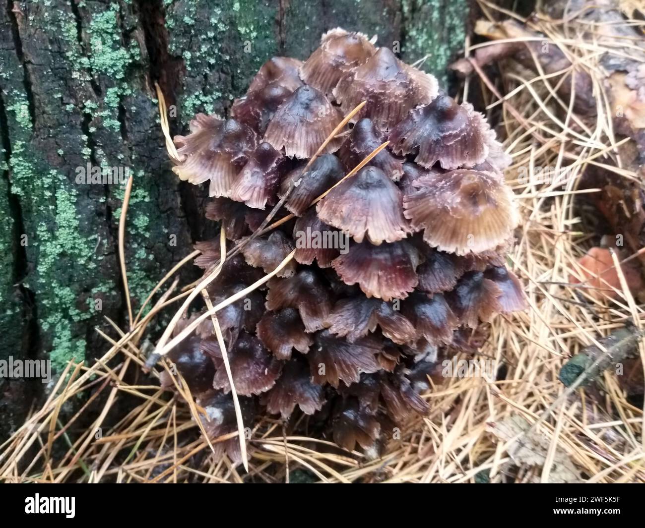 Toadstool among pine needles hi-res stock photography and images - Alamy
