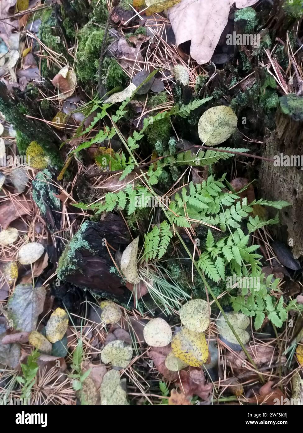 green fern sprig against the background of fallen leaves, needles and ...
