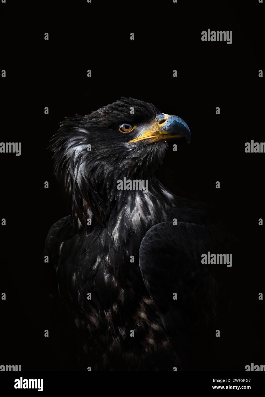 Bald Eagle Head Hd Wallpaper Poster World Bald Eagle Hd Matte Finish