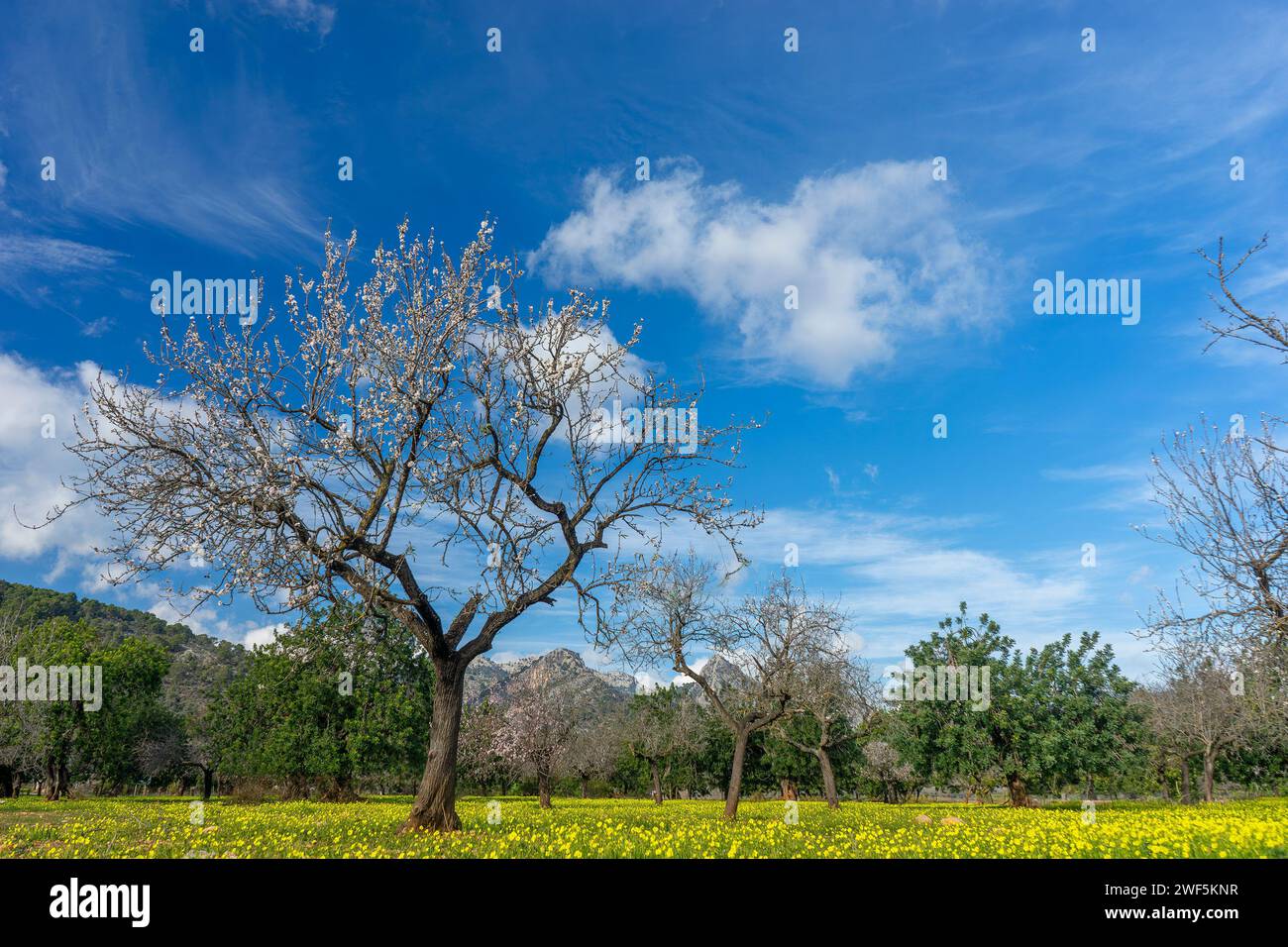 Delicate almond blossoms adorn the branches of a tree, standing tall ...
