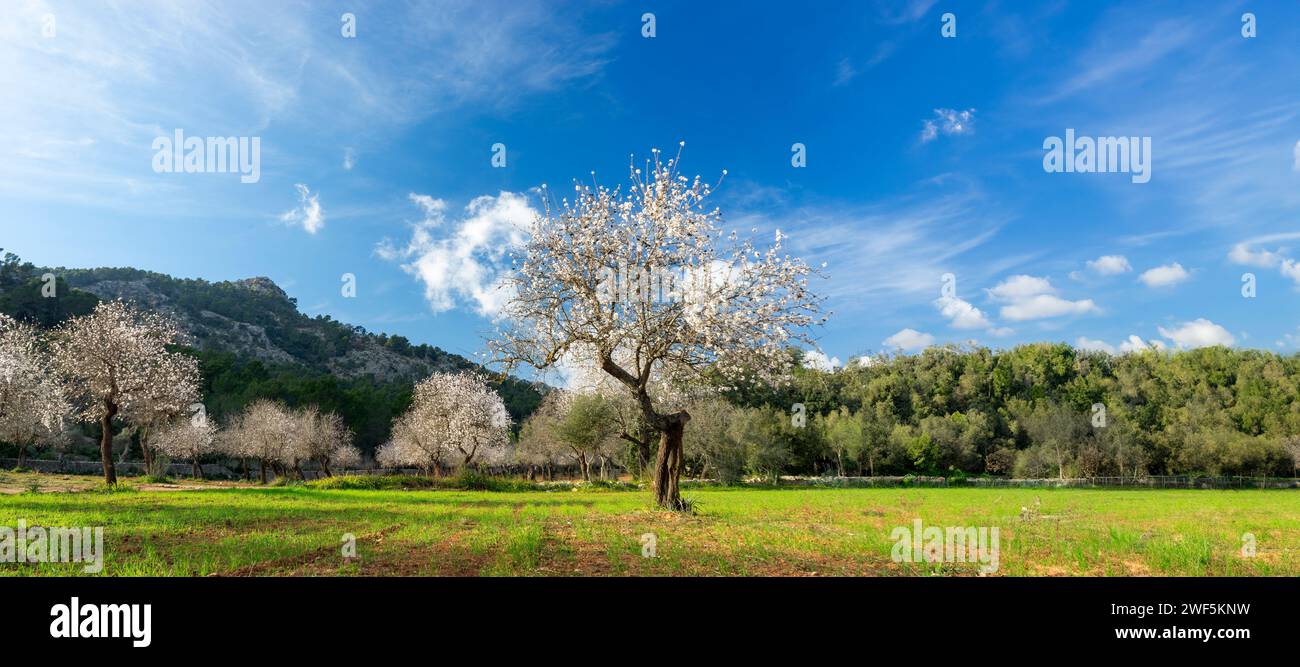 Almond trees in full bloom present a breathtaking spectacle in the ...