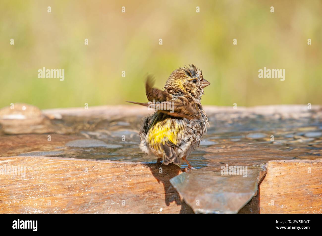 European Serin (Serinus serinus) bathing in water. Cute little songbird ...