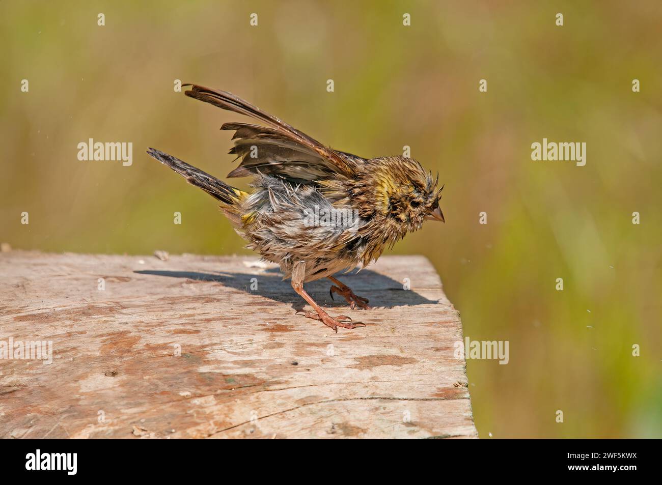 European Serin (Serinus serinus), which dries its wet species. Cute ...