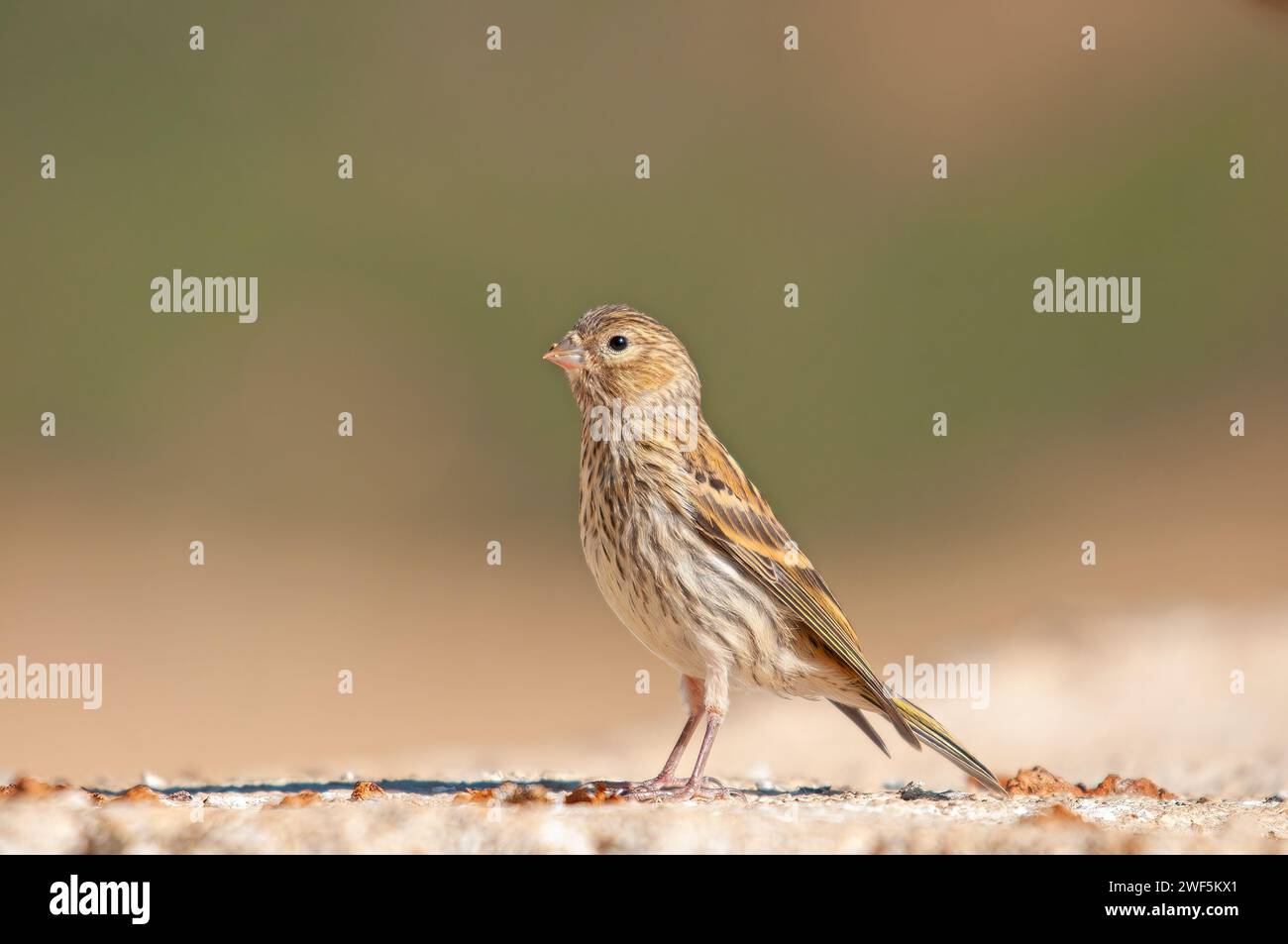 European Serin (Serinus serinus) standing on concrete floor. Cute ...