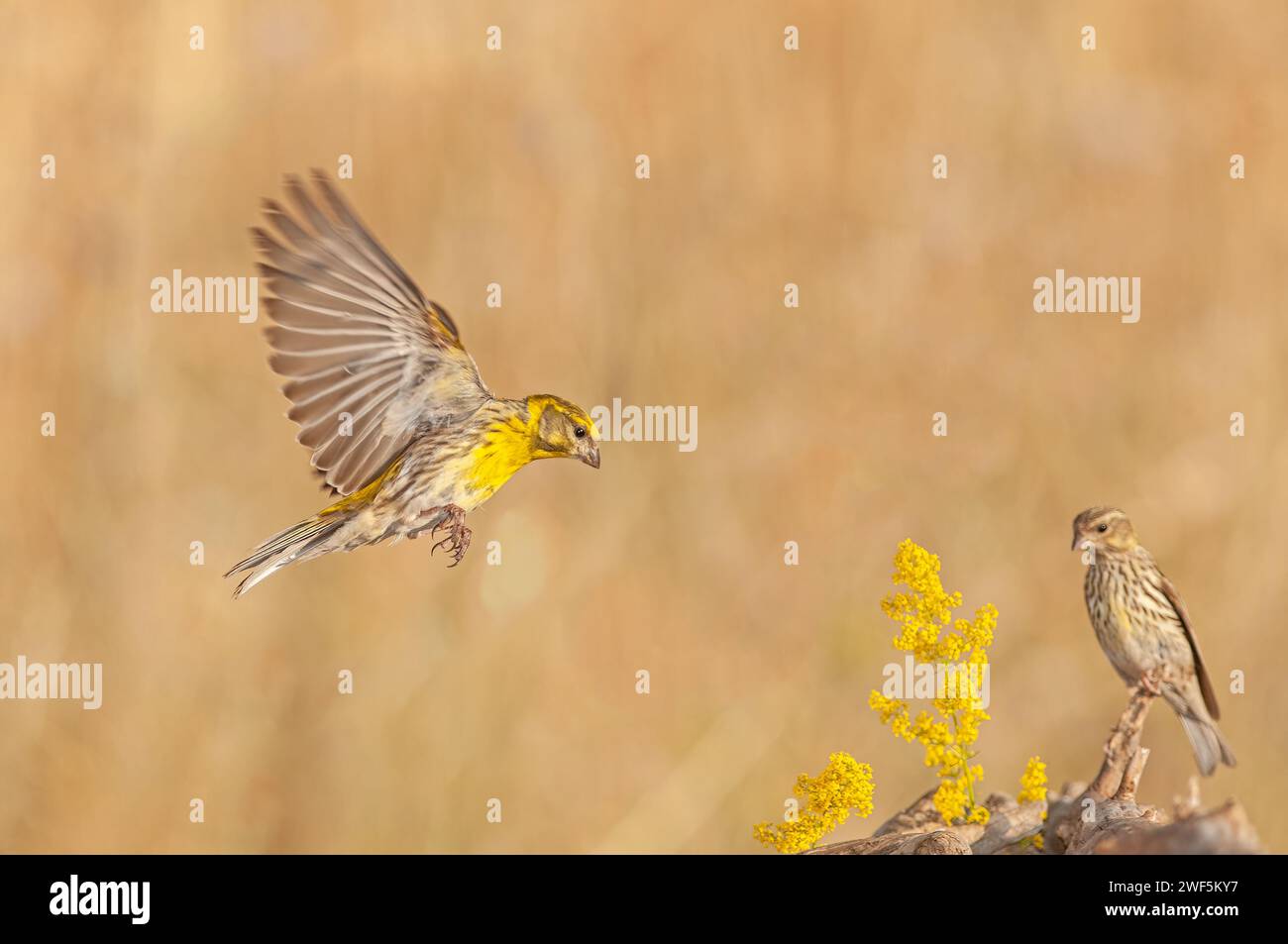 Small yellow coloured songbird Stock Photo - Alamy