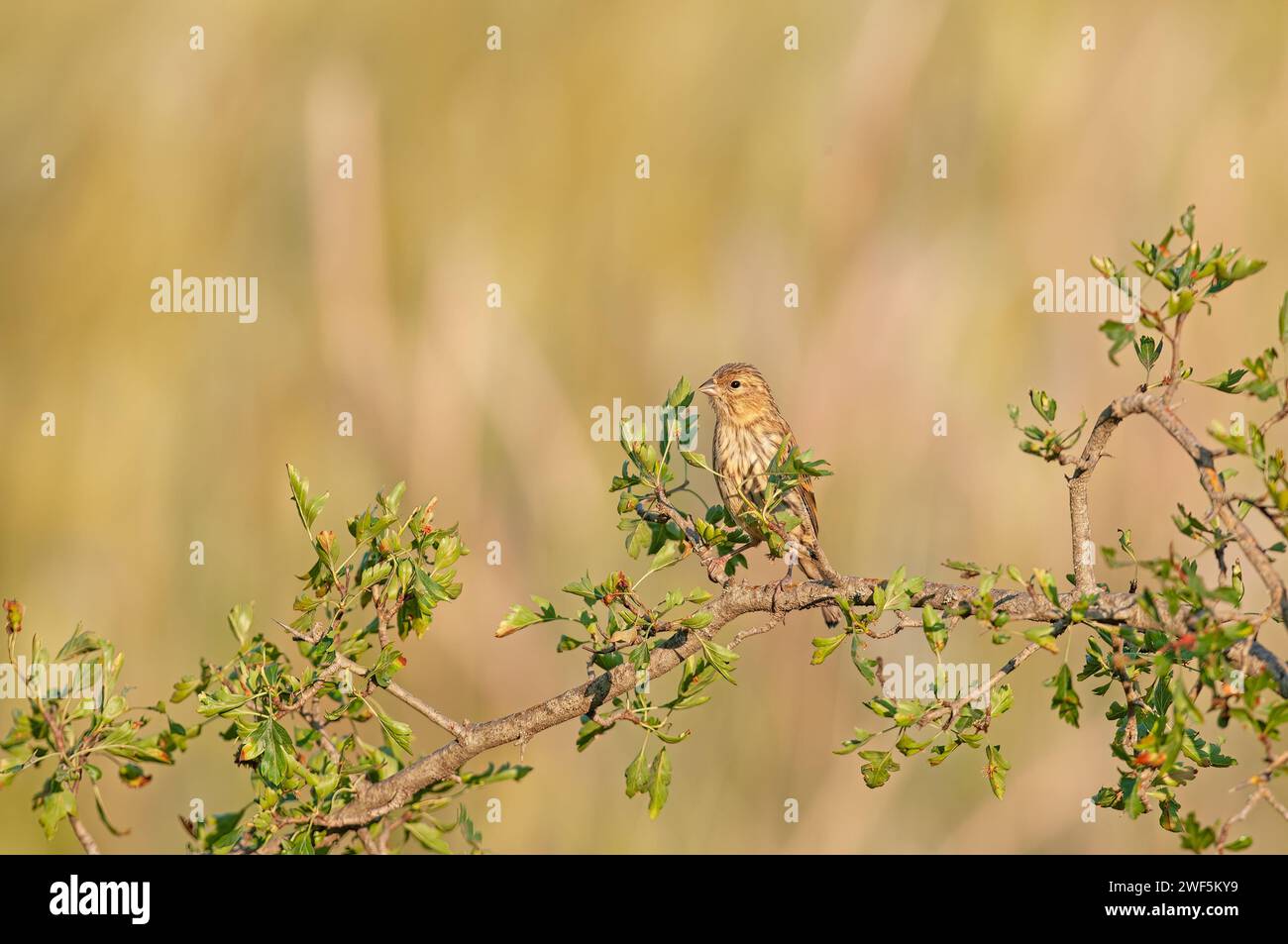 Female European Serin (Serinus serinus) standing on a branch. Cute ...