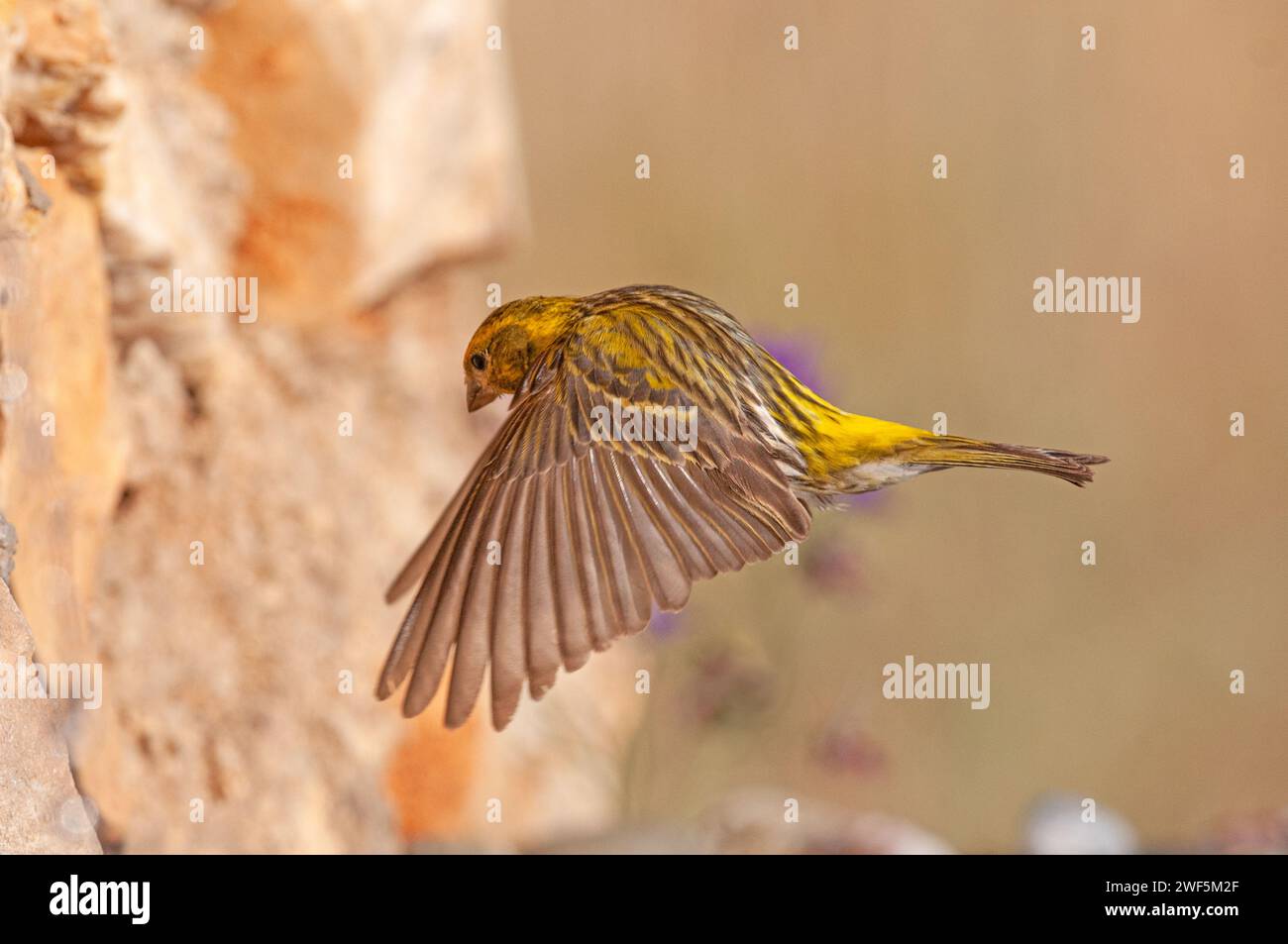 Small yellow coloured songbird Stock Photo - Alamy