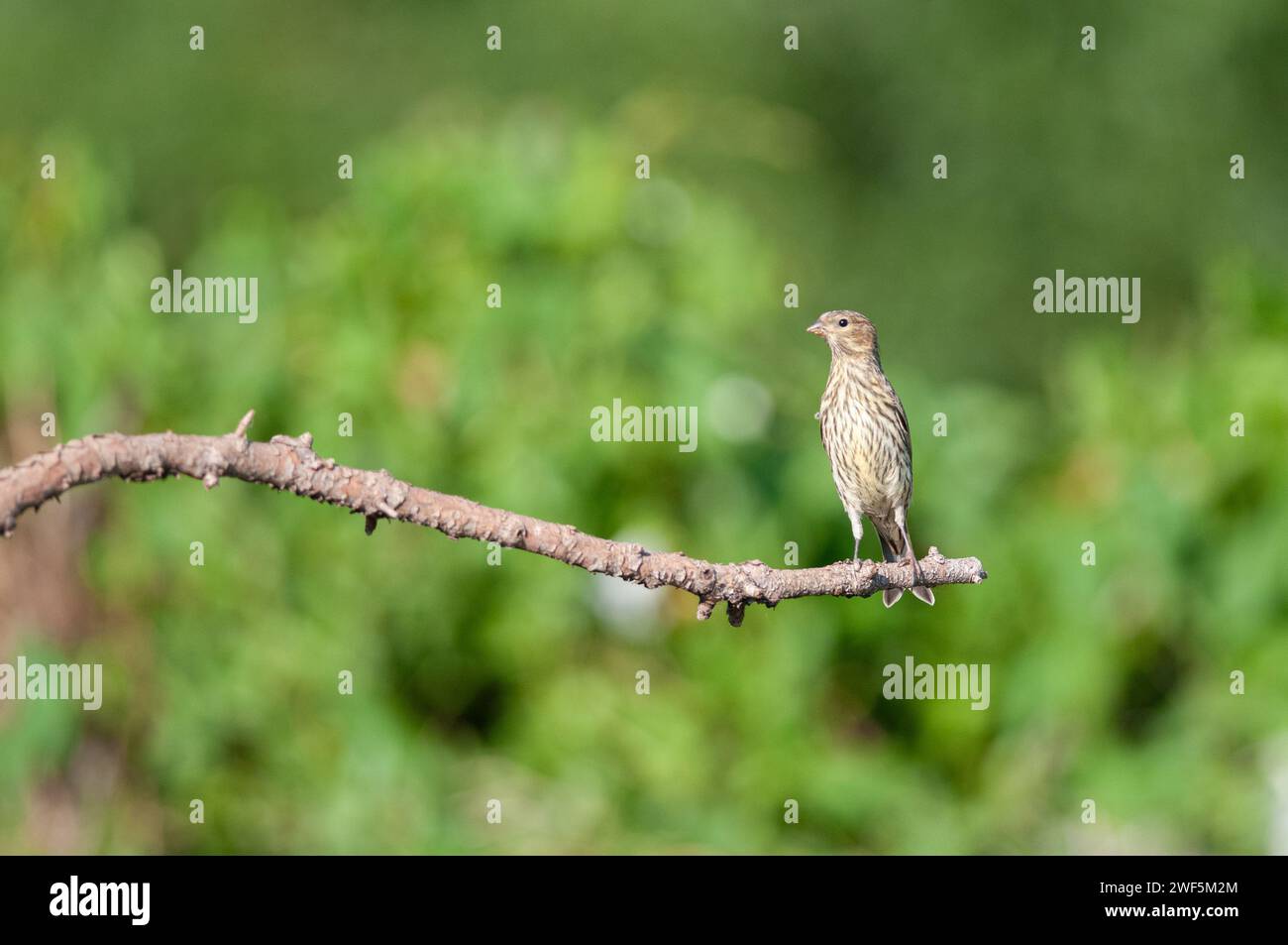 Female European Serin (Serinus serinus) standing on a branch. Cute ...
